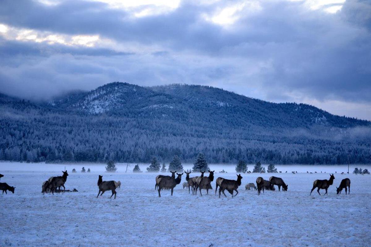 Nature & Wildlife - Rich Ranch